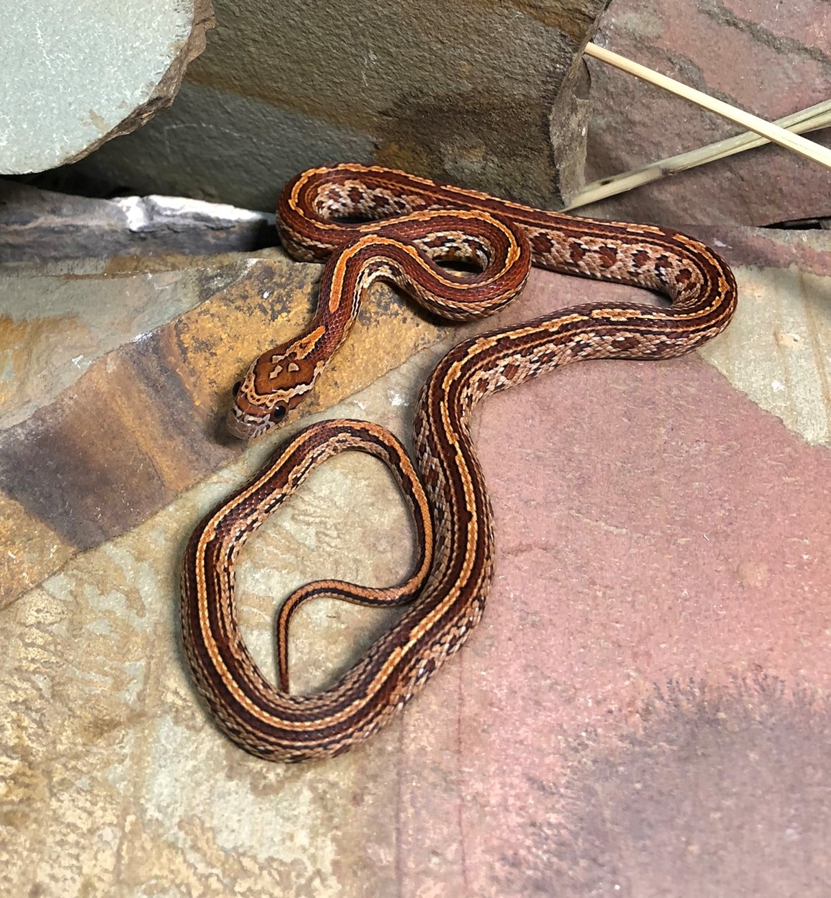 Tessera Het Ghost Het Sunkissed, Het Albino 66% Het Ultramel Corn Snake ...