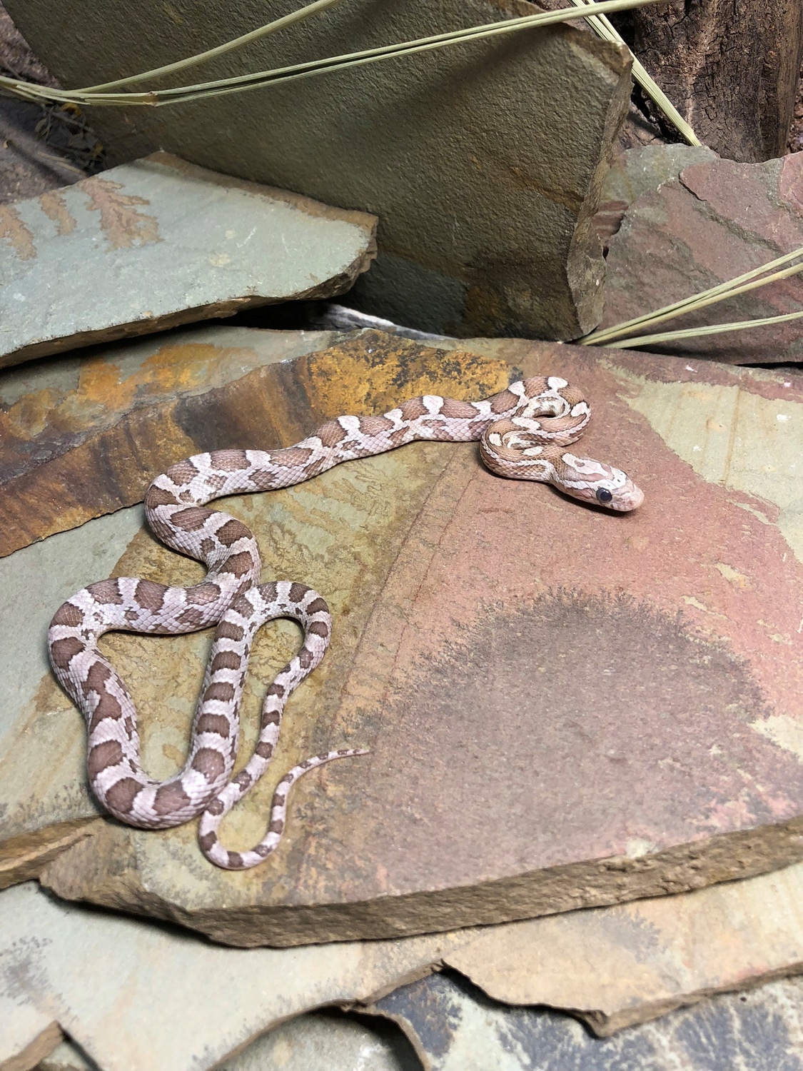 Ghost Het Or Visual Bloodred 66% Possible Het Charcoal Corn Snake by ...