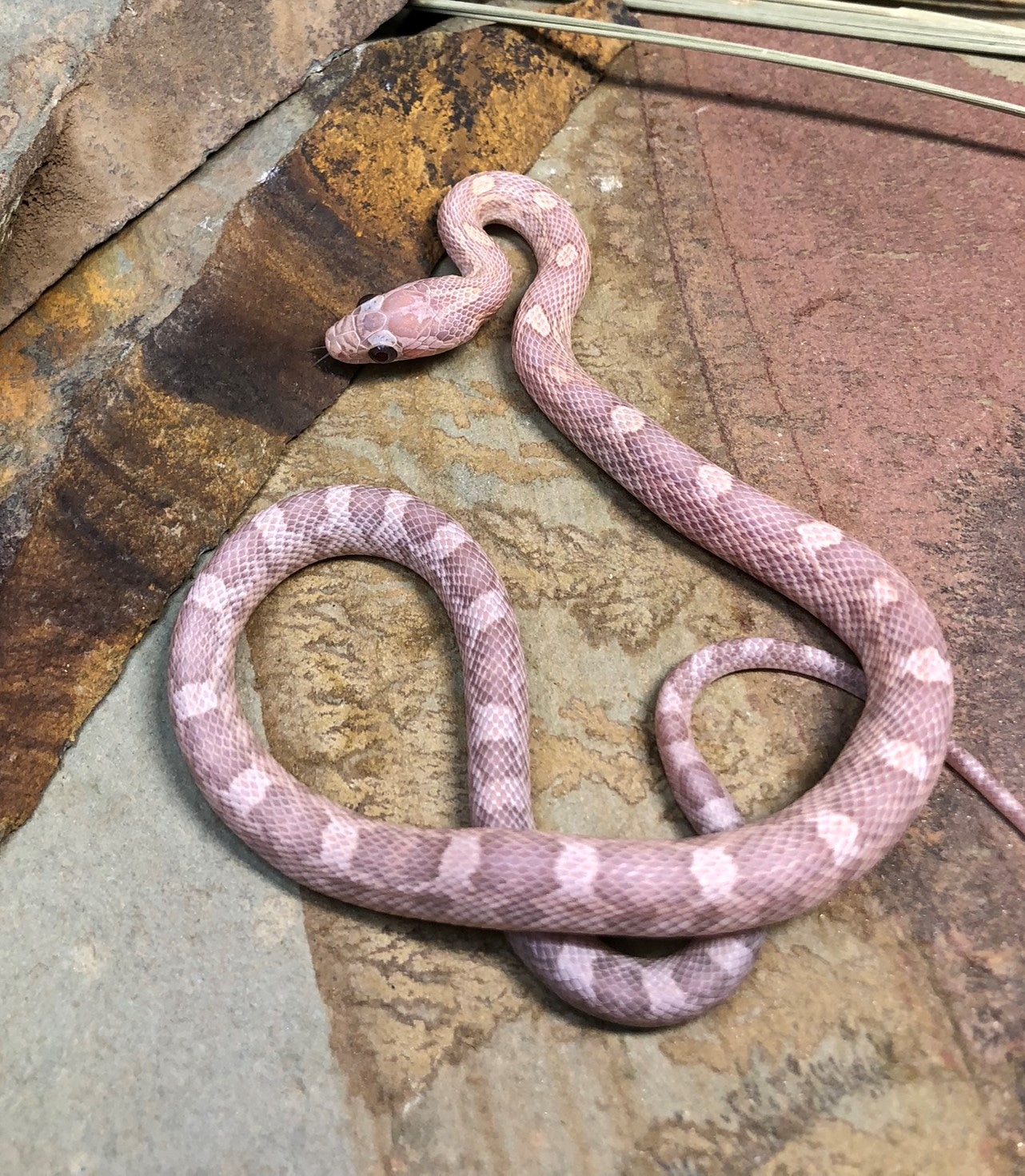 Hypo Lavender 66% Het Ultramel Anery And Aztec Corn Snake by Prismatic ...