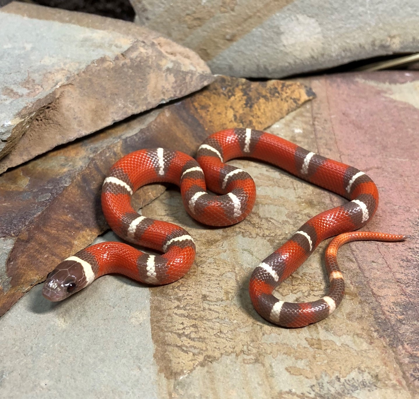 T+ Albino Nelson's Milk Snake by Prismatic Reptiles - MorphMarket
