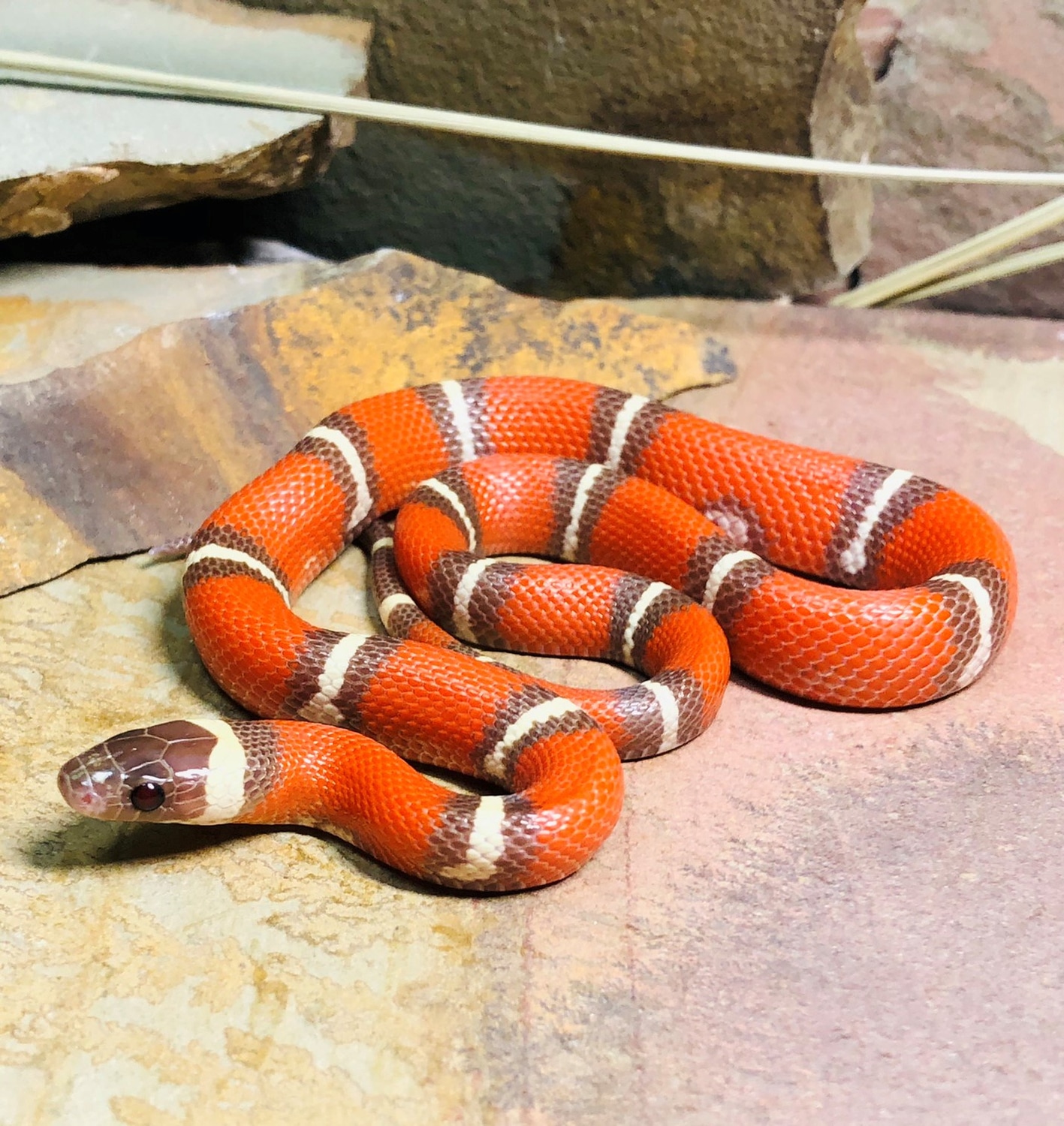 T+ Albino Nelson's Milk Snake by Prismatic Reptiles - MorphMarket