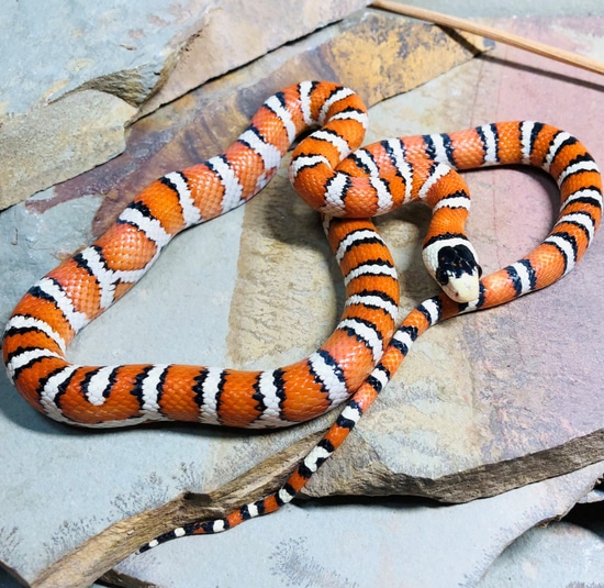Het Applegate (Or 66% Het) Pyro Arizona Mountain Kingsnake by Prismatic ...