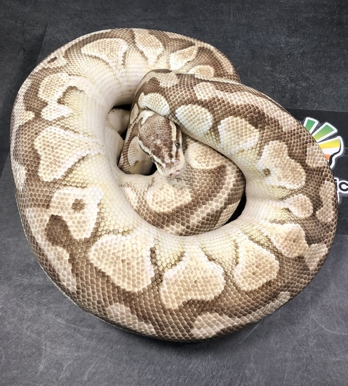 Pastel Lesser Ball Python by Prismatic Reptiles