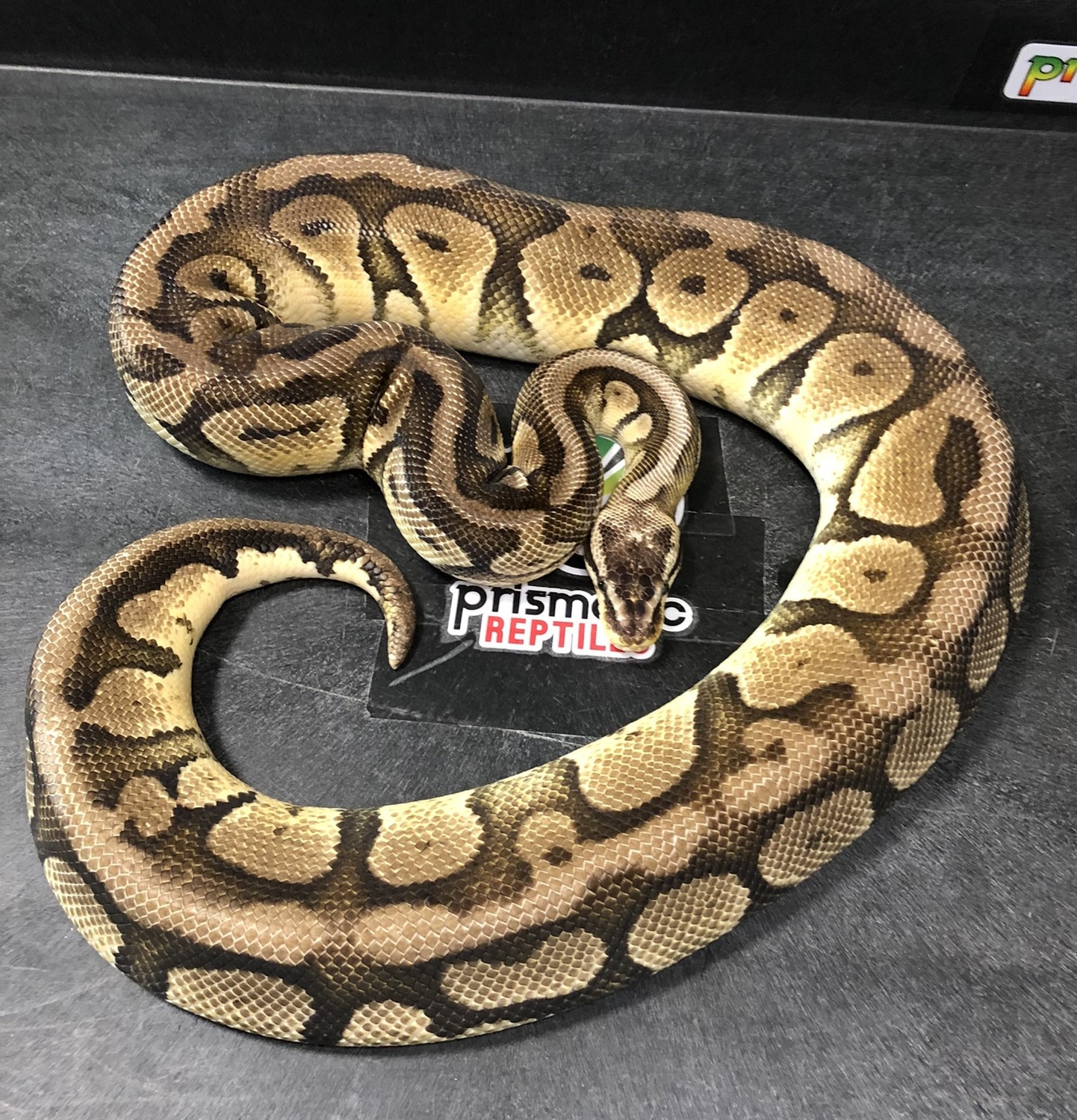 Super Pastel Het Pied Ball Python by Prismatic Reptiles - MorphMarket