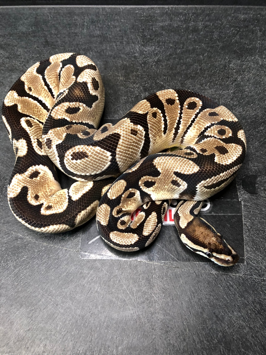 OD Het Clown Ball Python by Prismatic Reptiles - MorphMarket