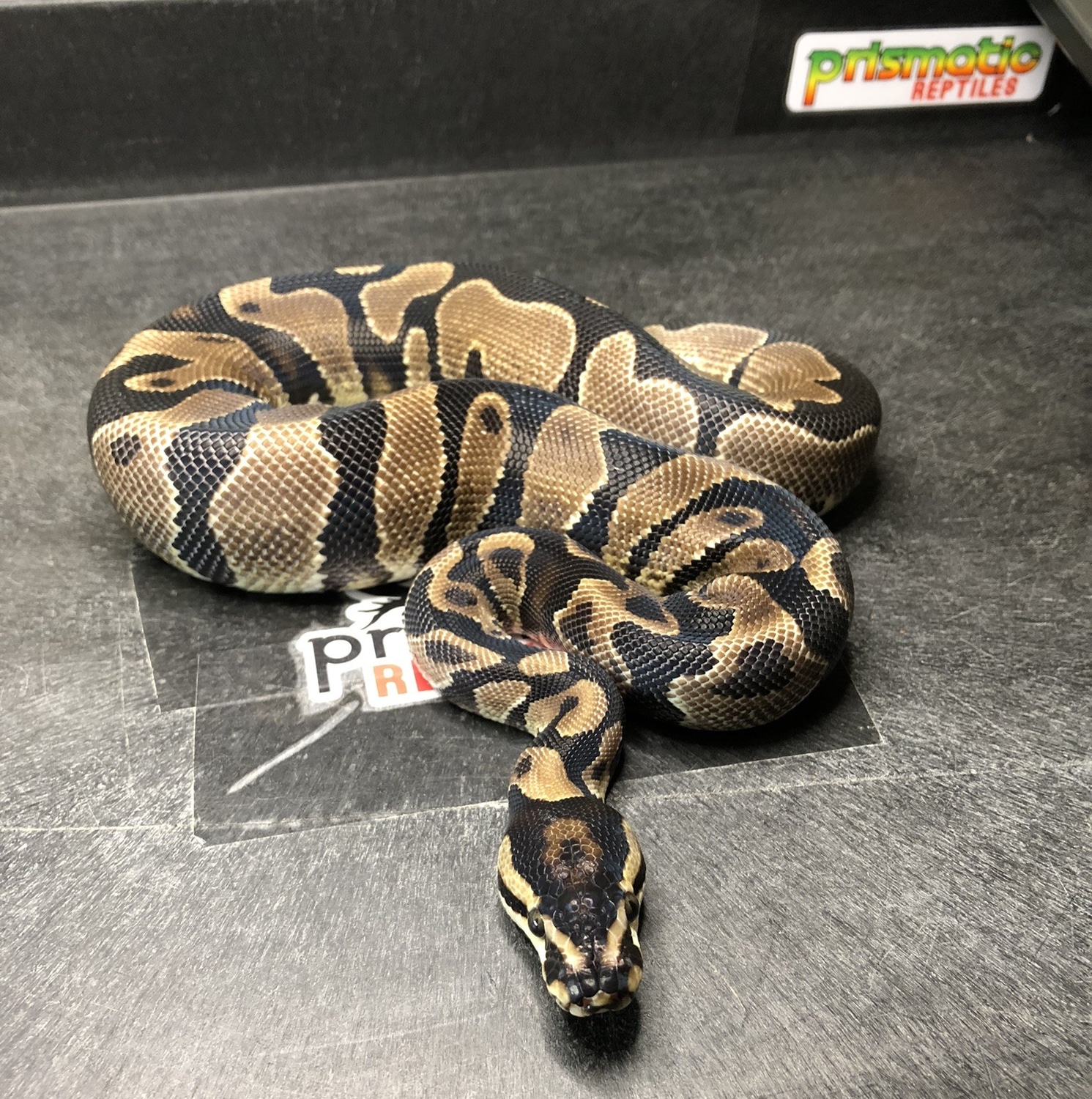 Oddball! Enchi Yellow Belly Ball Python by Prismatic Reptiles - MorphMarket