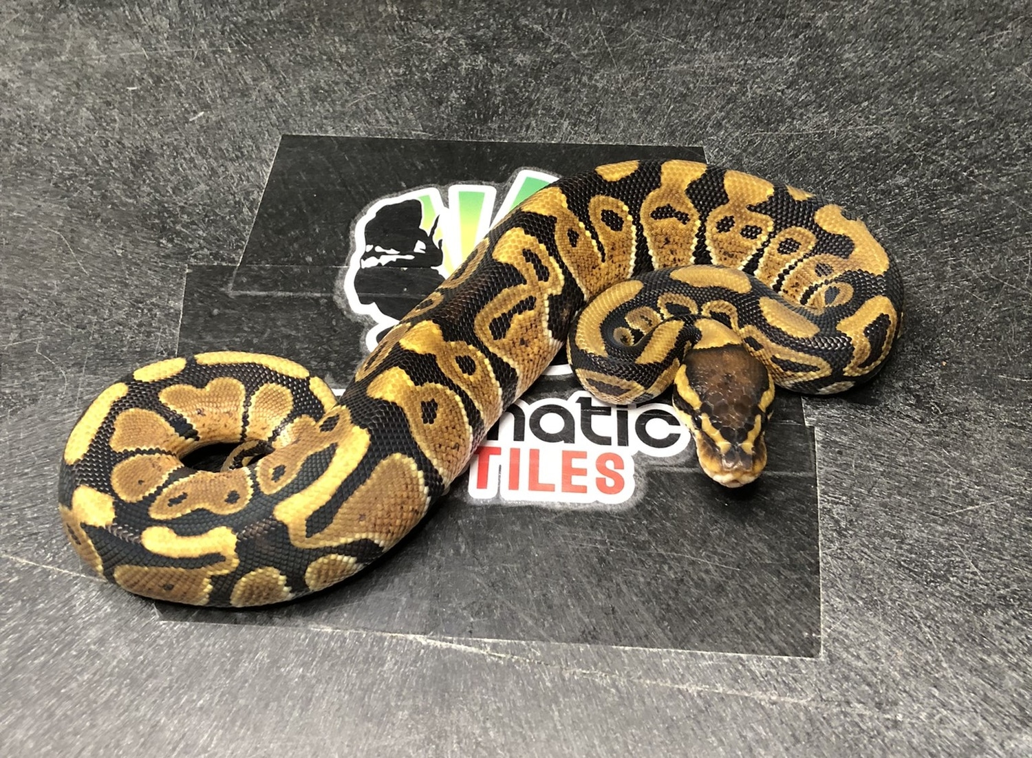Het Ultramel Ball Python by Prismatic Reptiles - MorphMarket