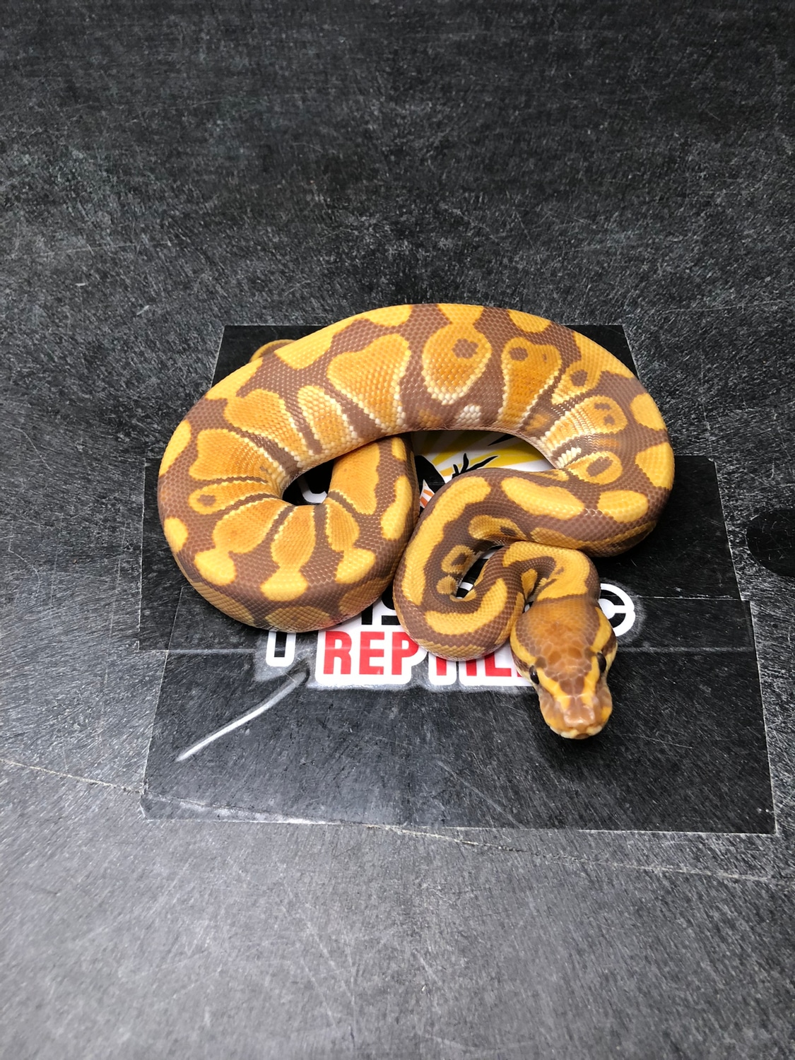 Ultramel Ball Python by Prismatic Reptiles - MorphMarket