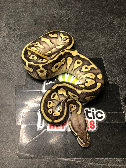 Pastel Leopard Lesser Ball Python by Prismatic Reptiles