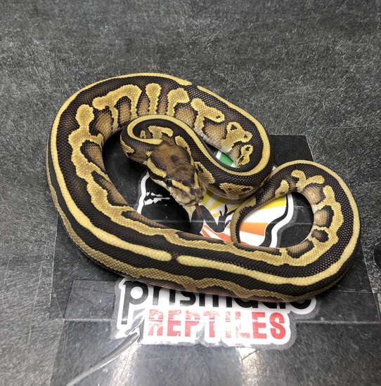 Leopard Lesser Ball Python by Prismatic Reptiles