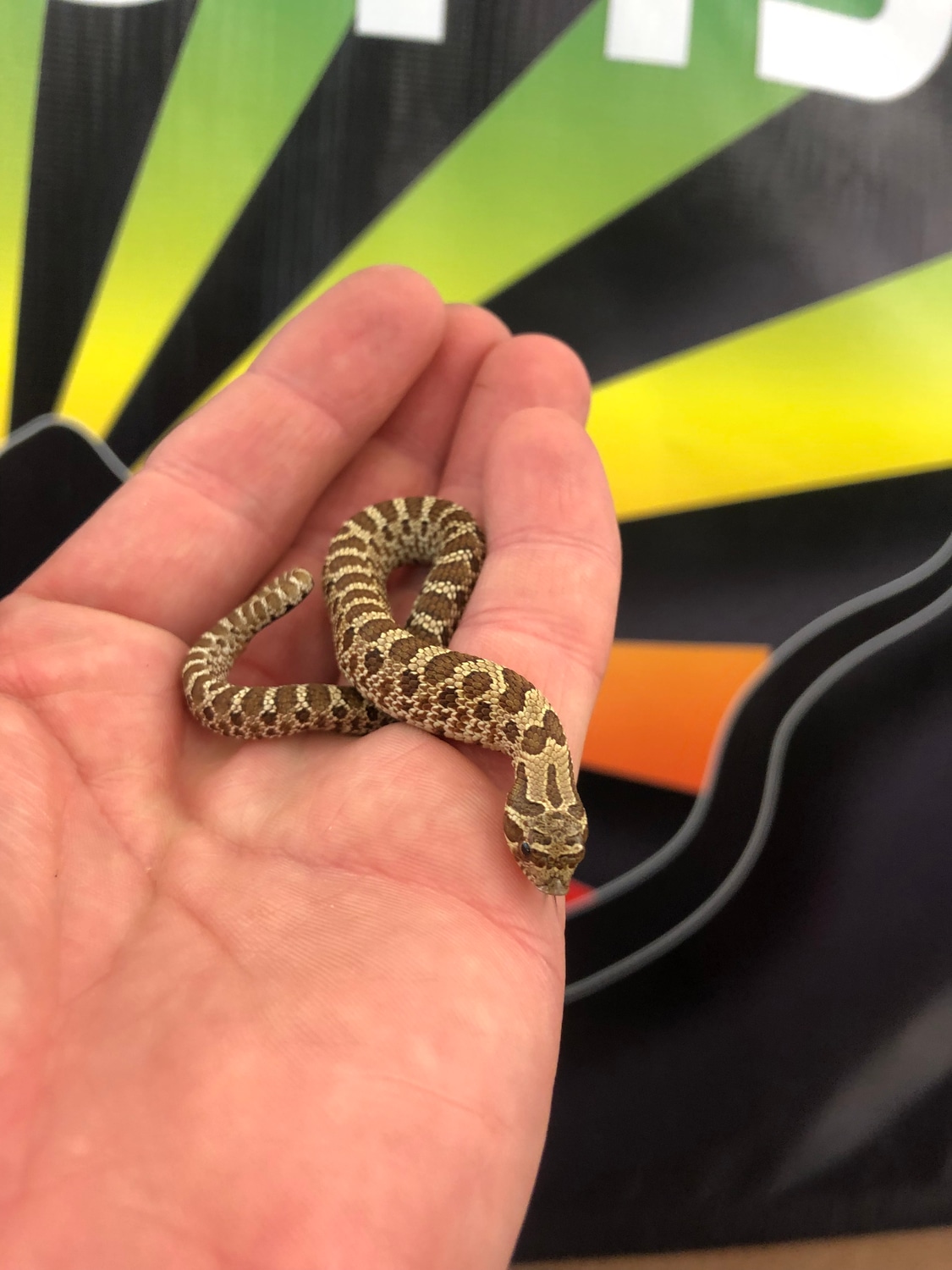 Double Het Stormcloud Western Hognose by Prismatic Reptiles - MorphMarket