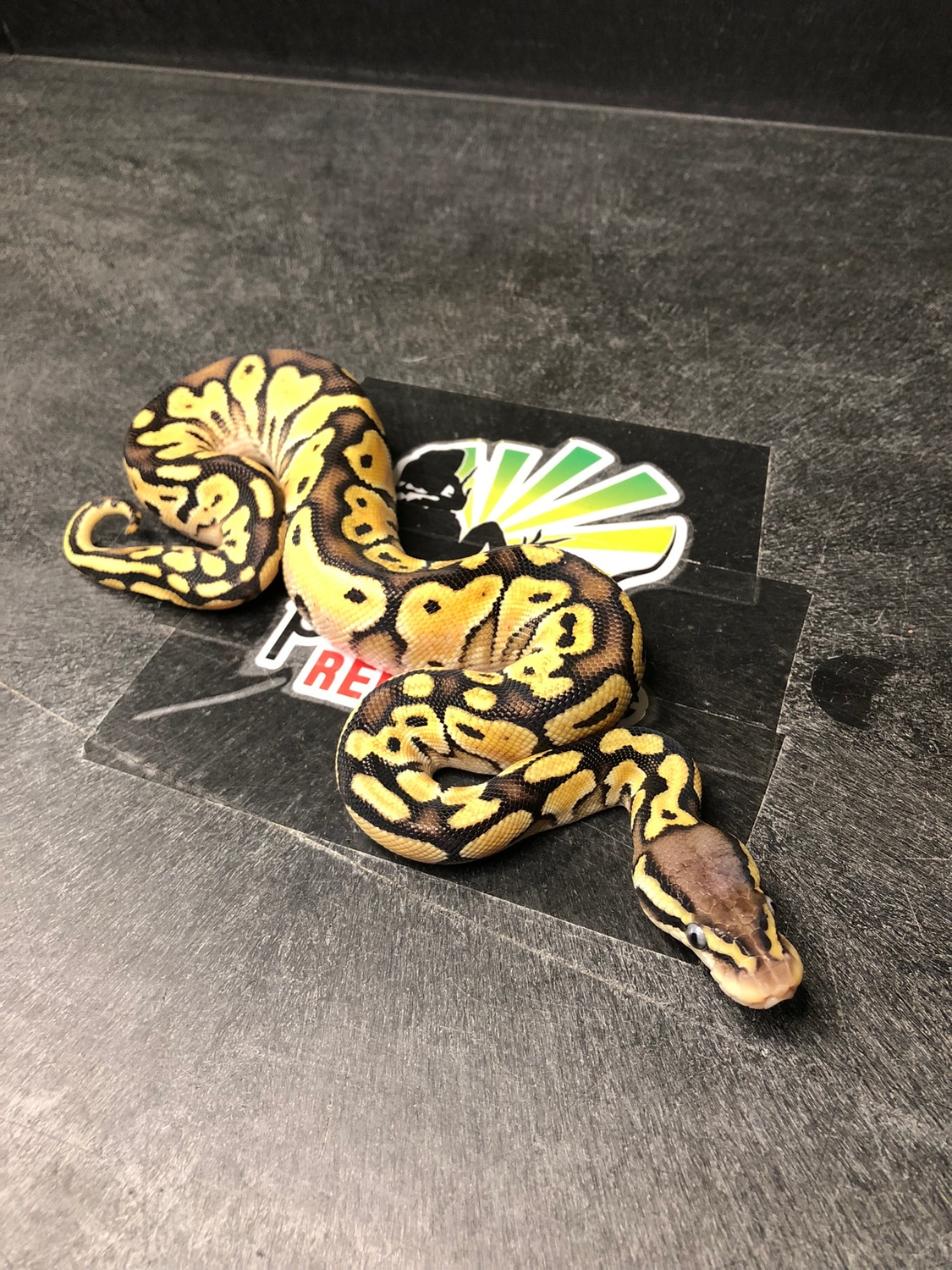 Firefly Het Pied Ball Python by Prismatic Reptiles - MorphMarket