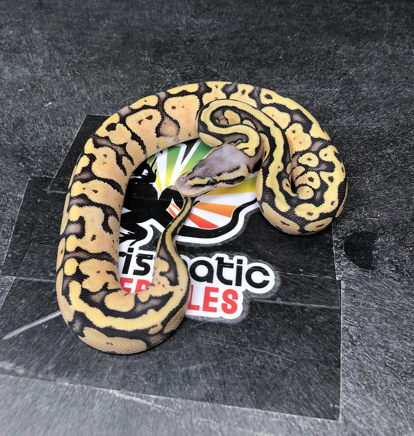 20% Off! Superfly Het Pied Ball Python by Prismatic Reptiles - MorphMarket