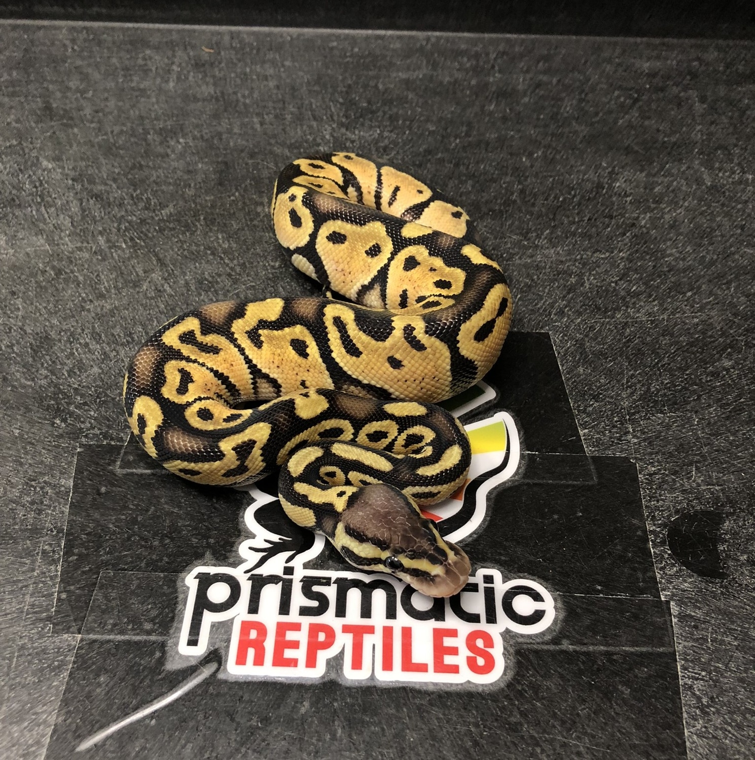 Pastel 66% Het Puzzle Ball Python by Prismatic Reptiles - MorphMarket