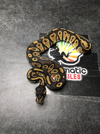 Super Blackhead YB Ball Python by Prismatic Reptiles