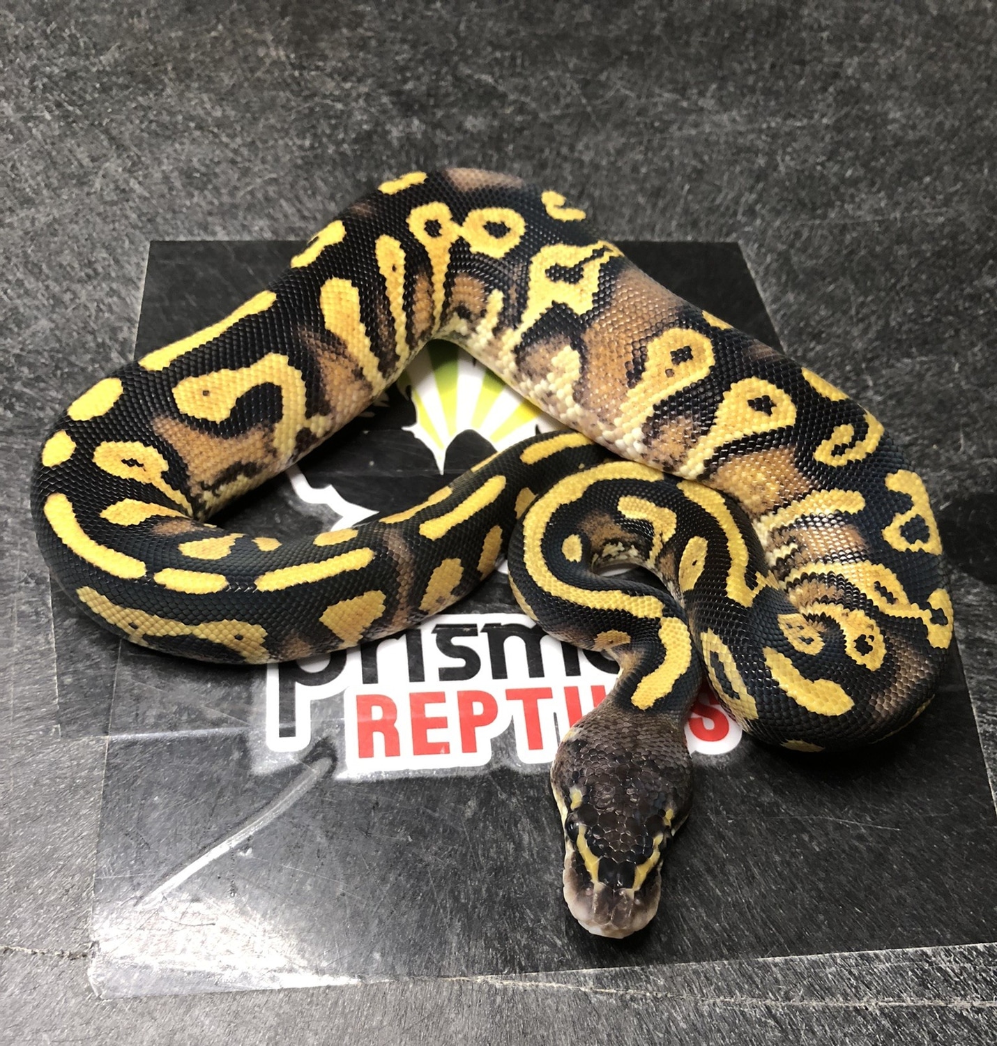 Firefly YB Super Blackhead Ball Python by Prismatic Reptiles - MorphMarket