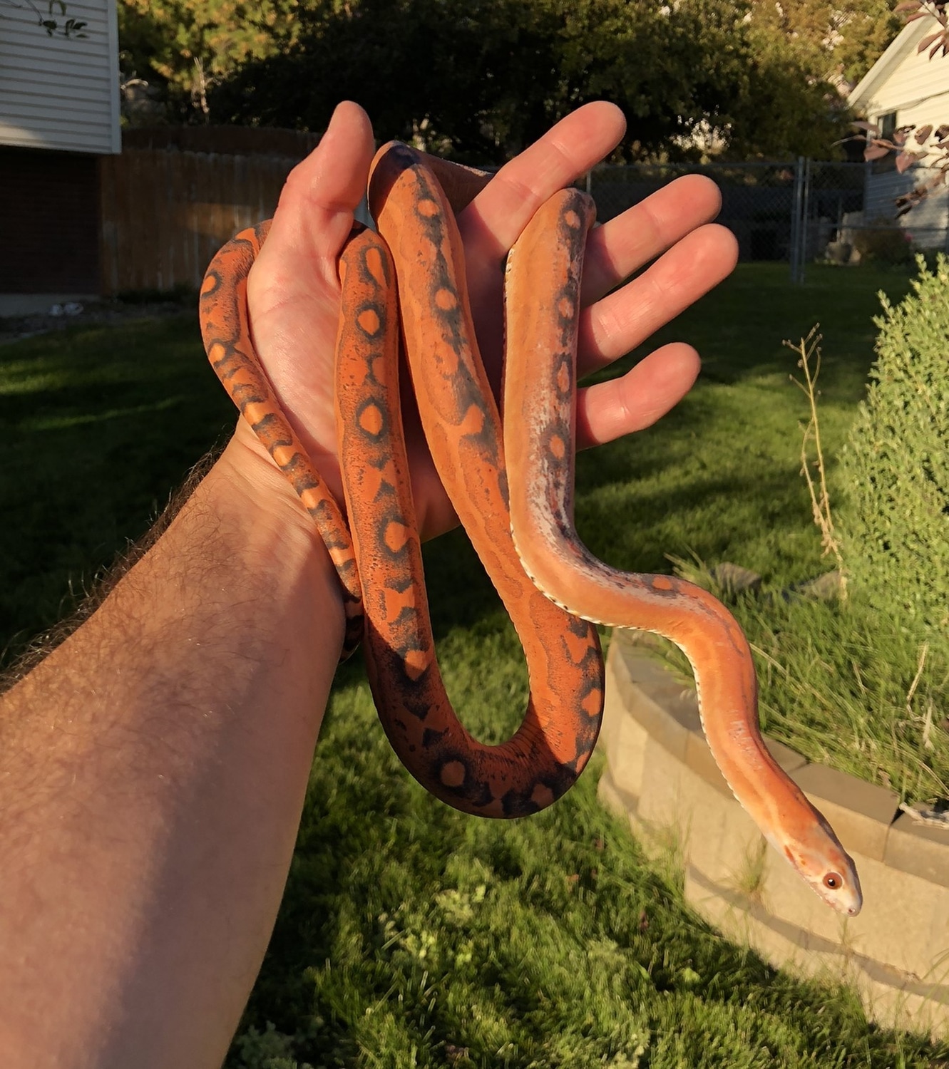 Scaleless Poss Motley Het Snow Corn Snake by Prismatic Reptiles ...