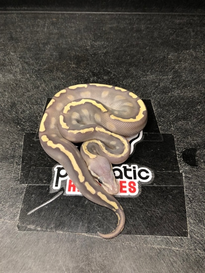 Pastel Hypo GHI Mojave Ball Python by Prismatic Reptiles