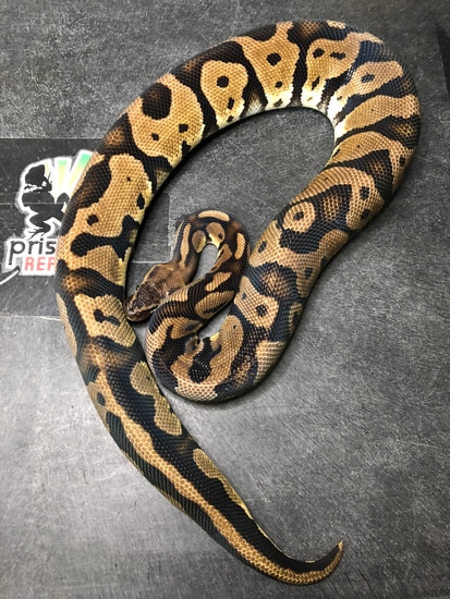 Pastel Leopard Pos Nanny Ball Python by Prismatic Reptiles