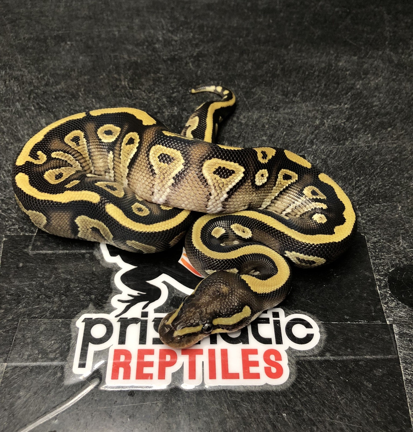 Mojave Yellow Belly Het Pied Ball Python by Prismatic Reptiles ...