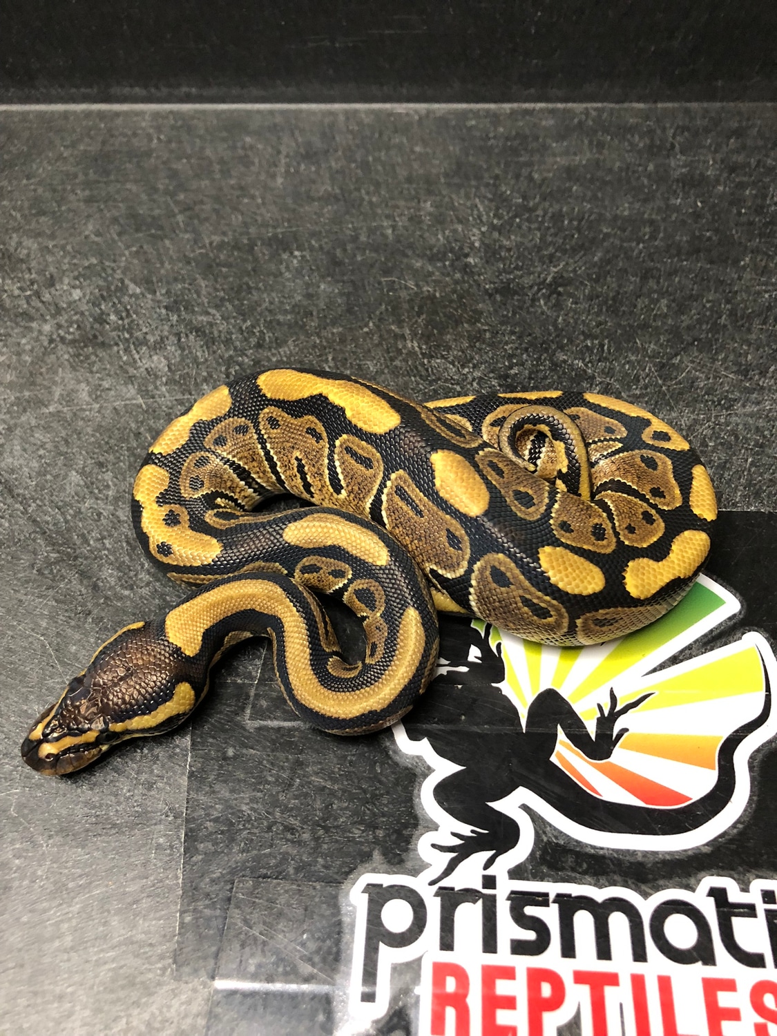 66% Het Clown Ball Python by Prismatic Reptiles - MorphMarket