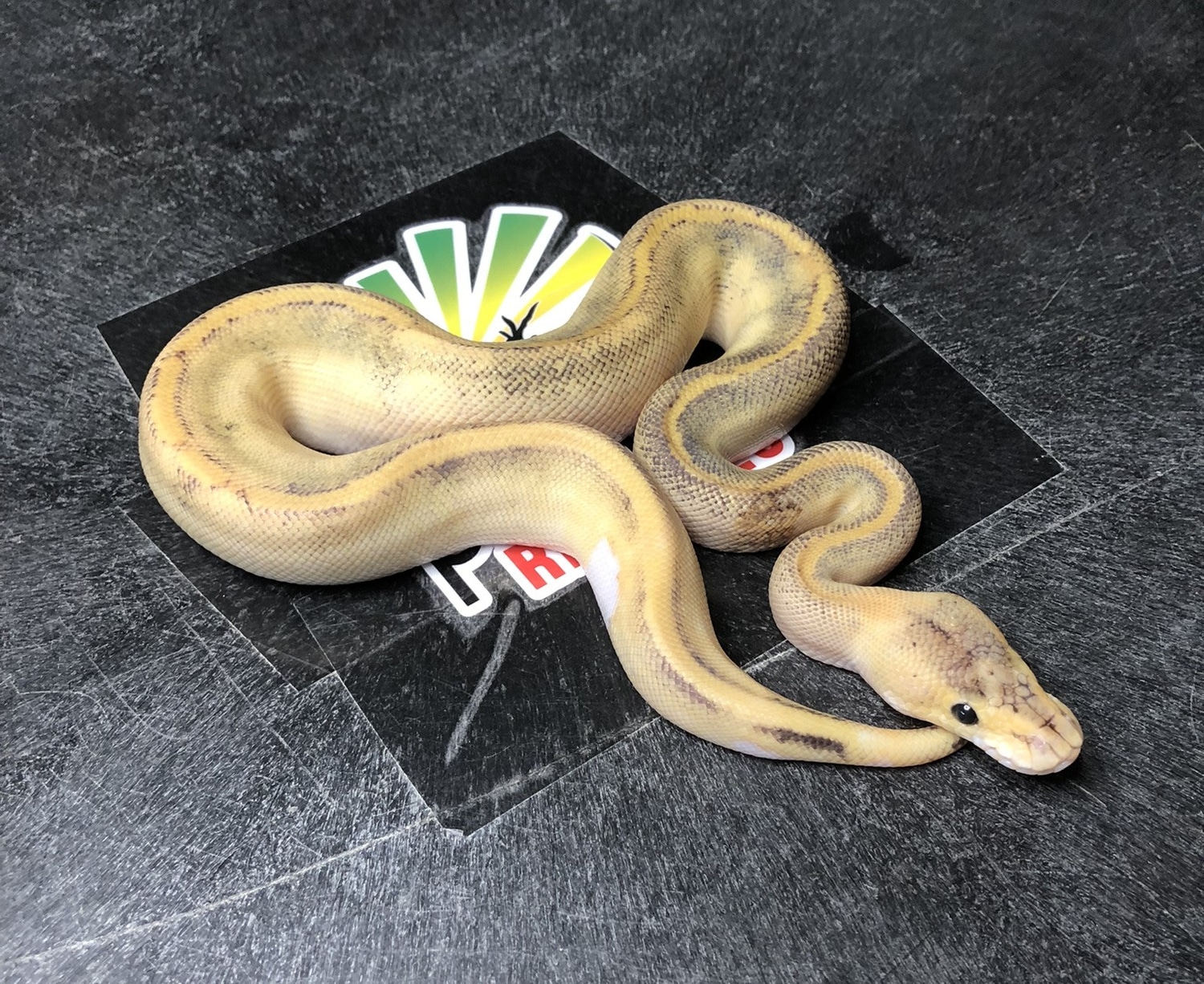 Champagne Het Candy Possible Chocolate Ball Python by Prismatic ...