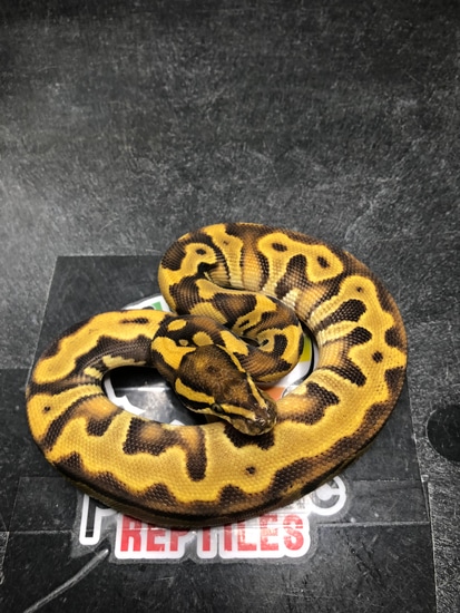Enchi Leopard Mojave Het Clown Ball Python by Prismatic Reptiles