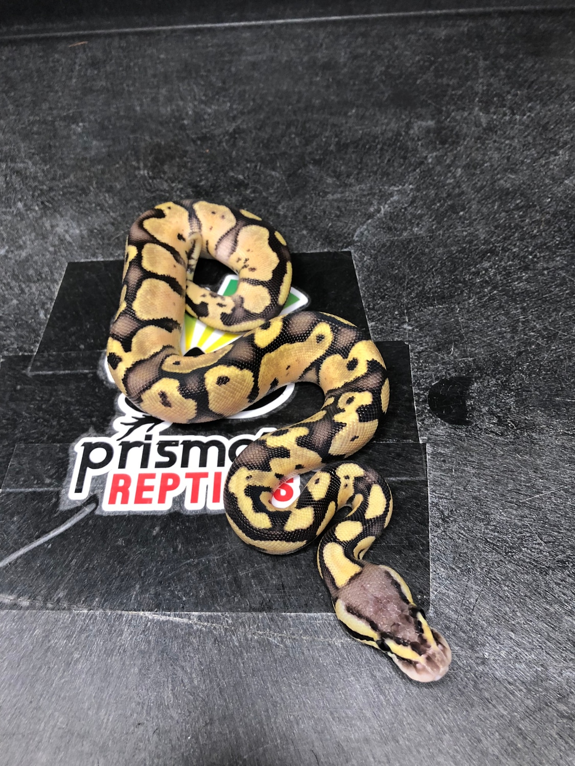 Pastel Enchi Sulfur Het VPI Axanthic Pied Markers Ball Python by Prismatic Reptiles - MorphMarket