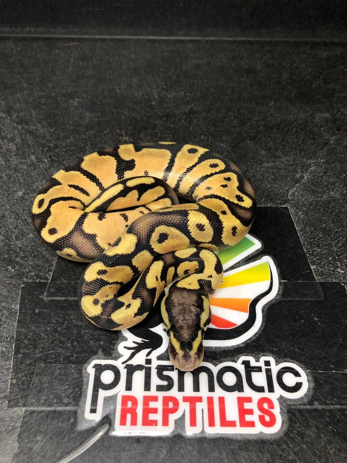 Pastel Sulfur Het VPI Axanthic Het Pied Markers Ball Python by ...