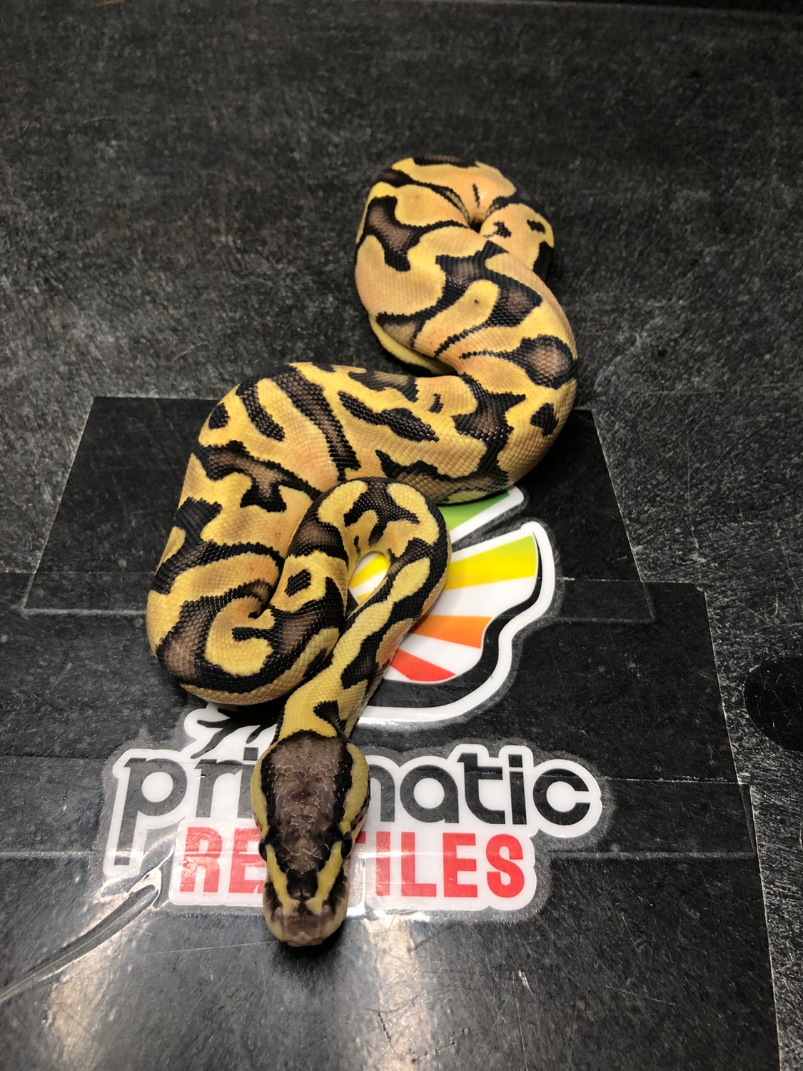 Enchi Sulfur Pastel Yellow Belly Het VPI Axanthic Ball Python by ...