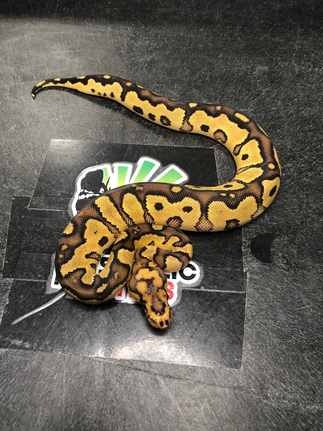 Fire Clown Ball Python by Prismatic Reptiles - MorphMarket
