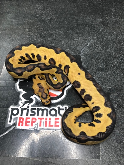 Fire Leopard Clown Ball Python by Prismatic Reptiles