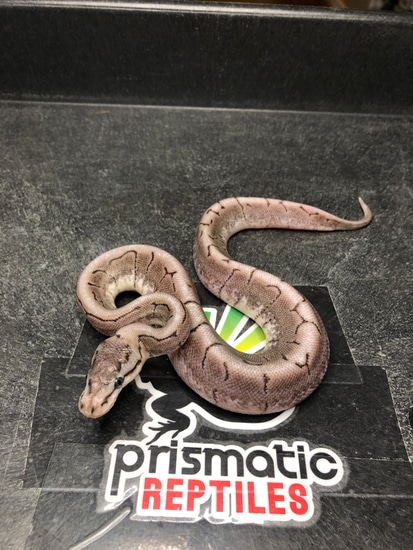 VPI Axanthic Sulfur Spinner Ball Python by Prismatic Reptiles