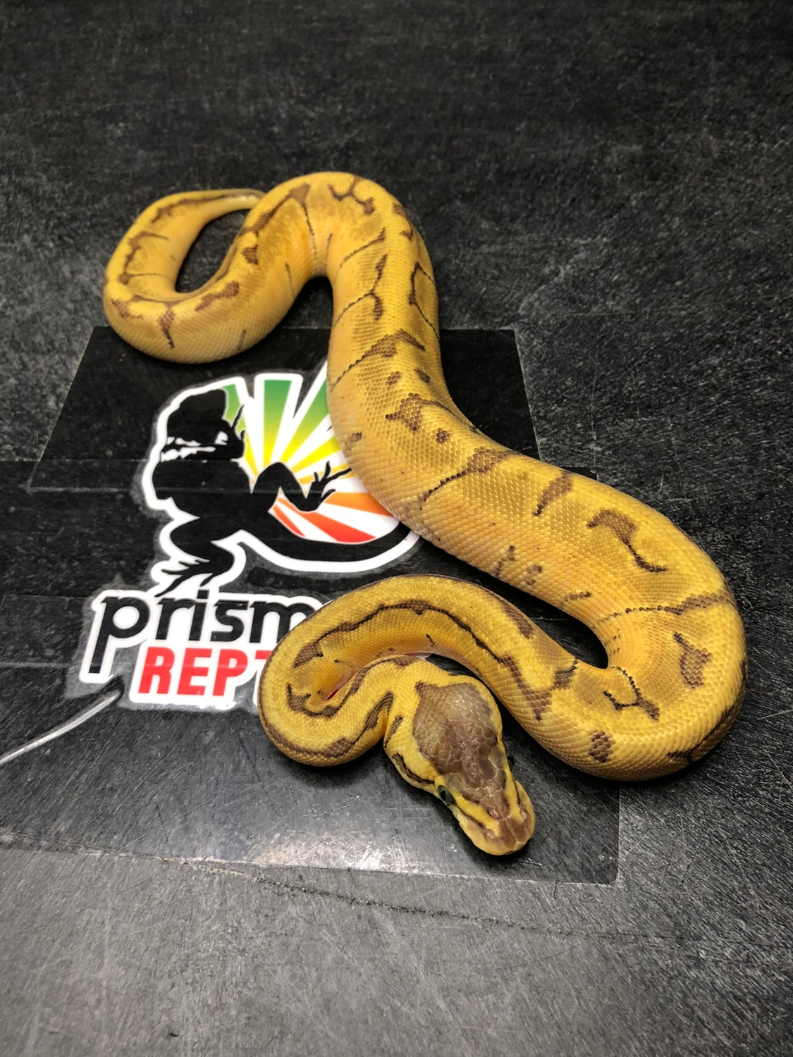 Enchi Sulfur Dragonfly Het VPI Axanthic Ball Python by Prismatic ...