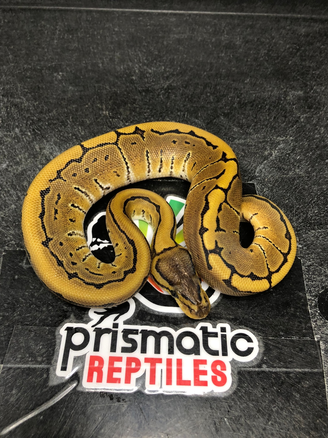 Enchi Sulfur Pinstripe Het VPI Axanthic Ball Python by Prismatic ...