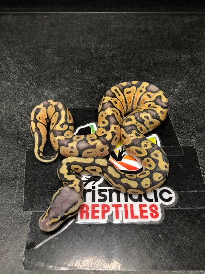 Super Pastel Orange Ghost Ball Python by Prismatic Reptiles