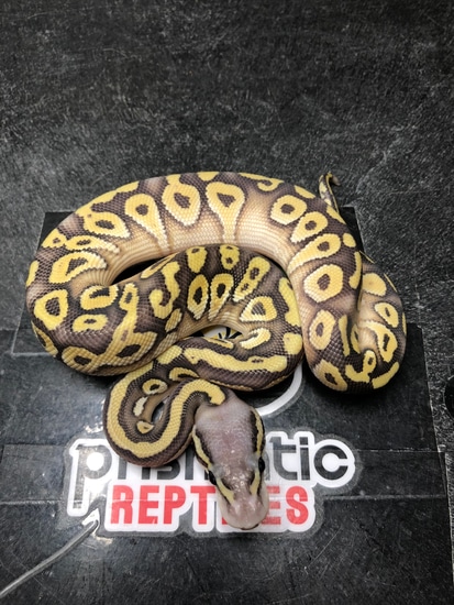 Super Pastel Mojave Orange Ghost Ball Python by Prismatic Reptiles