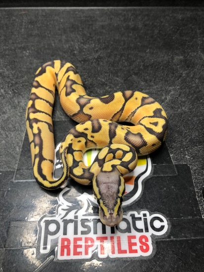 Super Pastel Enchi Orange Ghost Ball Python by Prismatic Reptiles