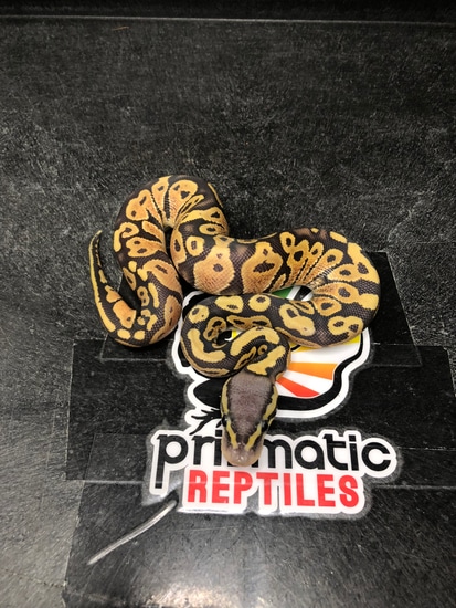Pastel Orange Ghost Ball Python by Prismatic Reptiles