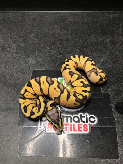 Pastel Enchi Orange Ghost Ball Python by Prismatic Reptiles
