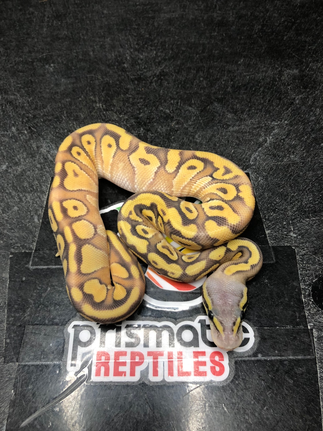 Super Pastel Enchi Mojave Orange Ghost Ball Python by Prismatic ...