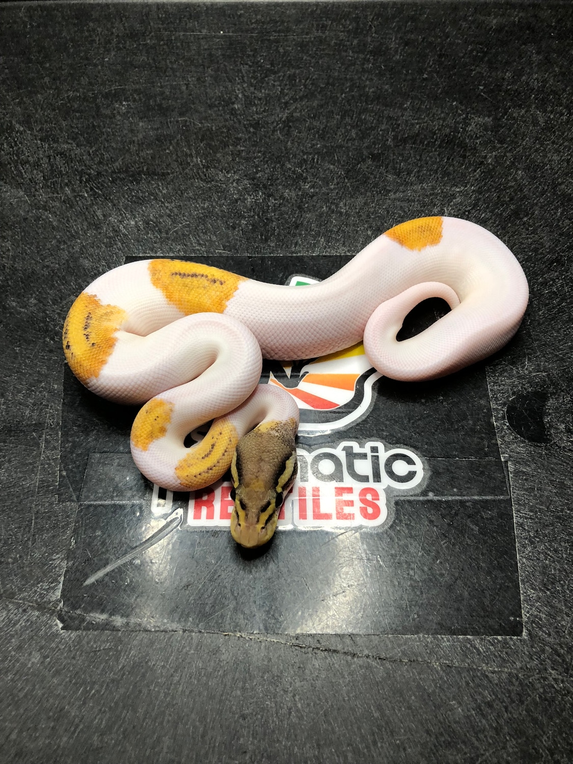Pastel Yellow Belly Mojave Pied Ball Python by Prismatic Reptiles ...