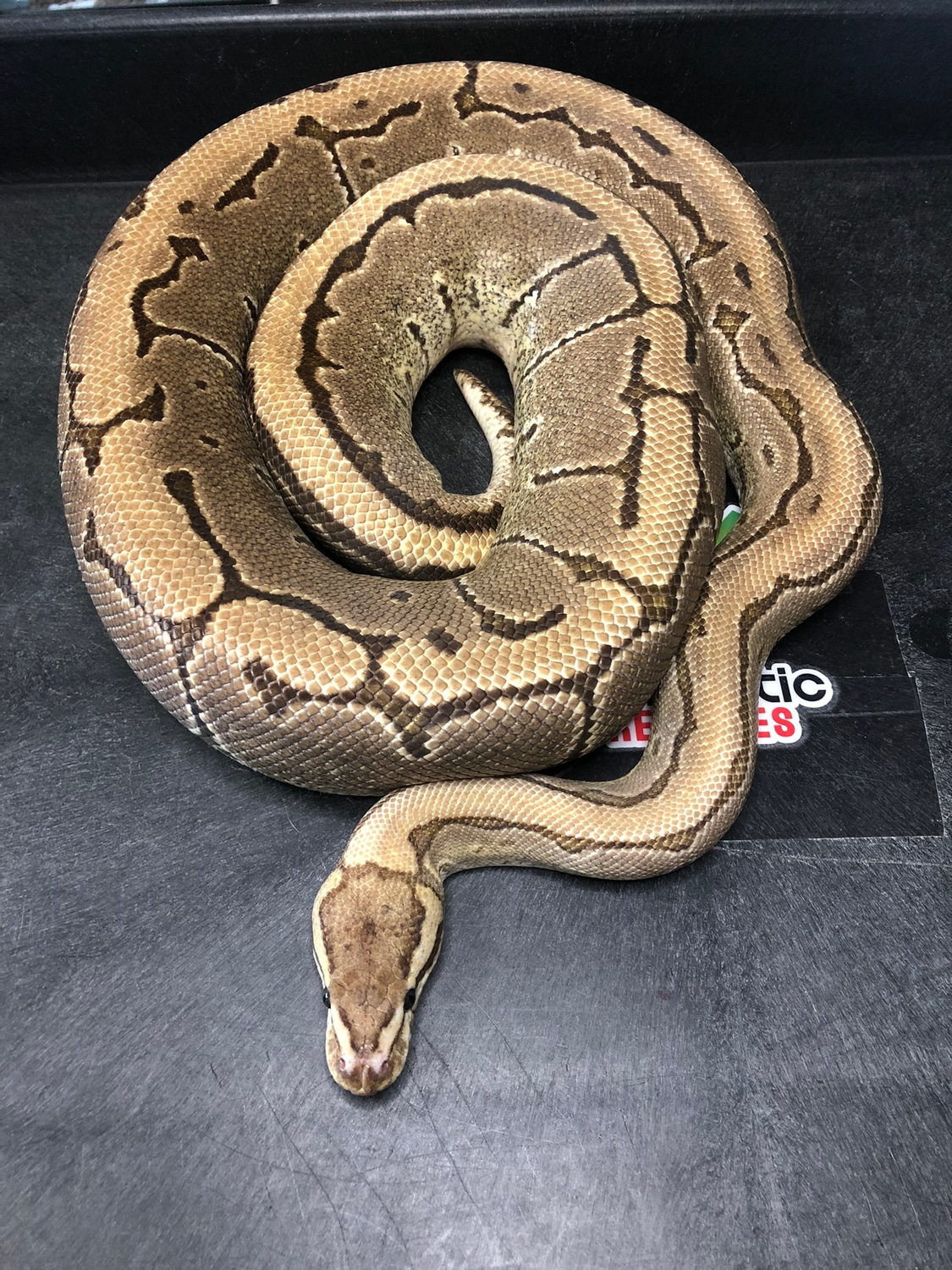 Sulfur Spinner Het VPI Axanthic! Ball Python by Prismatic Reptiles ...