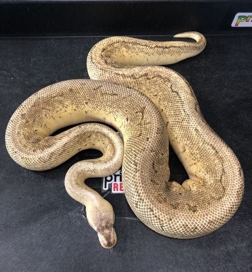 Dragonfly Het VPI Axanthic! Ball Python by Prismatic Reptiles