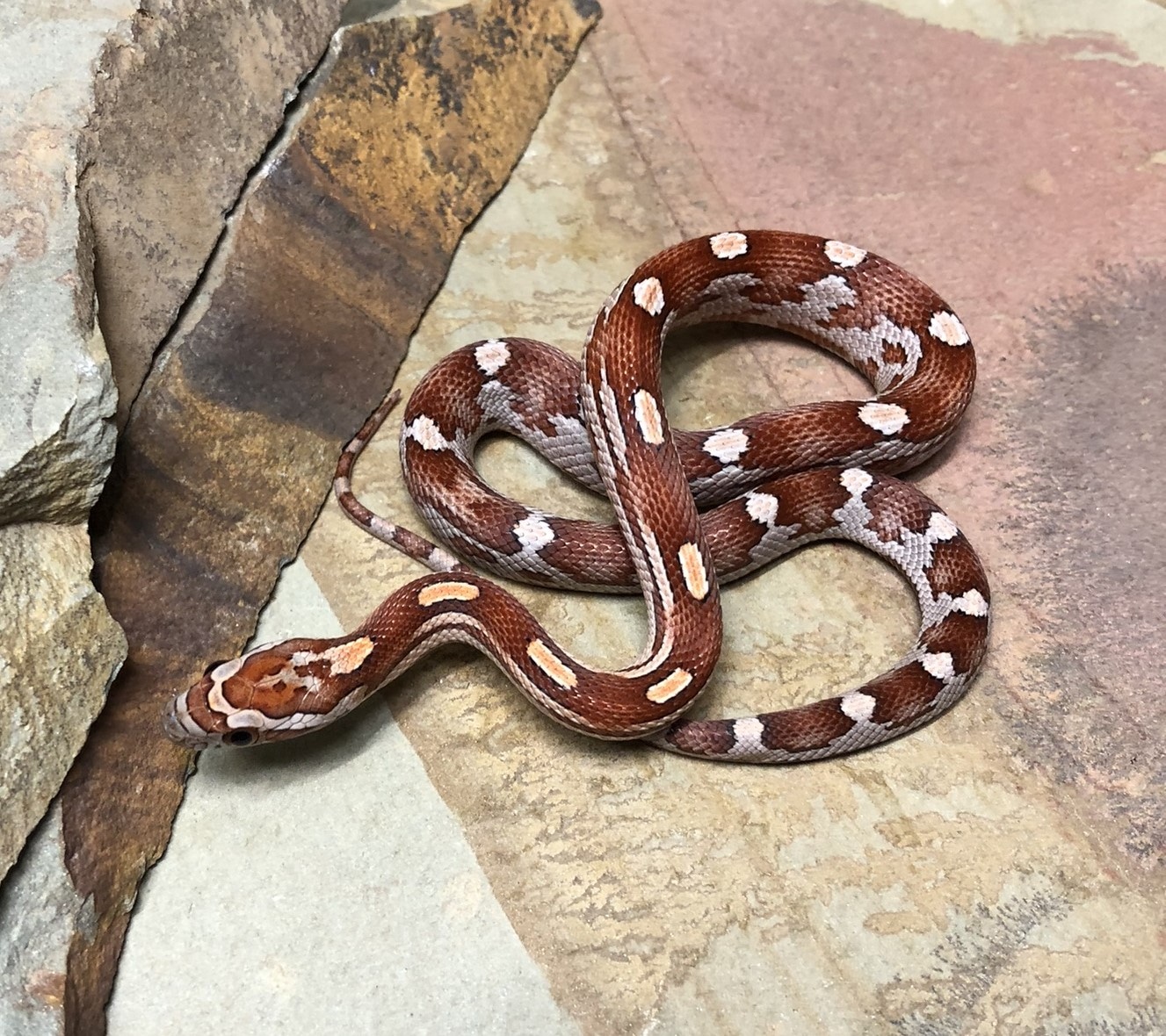 Motley Het Amel, 66% Het Carmel, Anery, Hypo Corn Snake by Prismatic ...