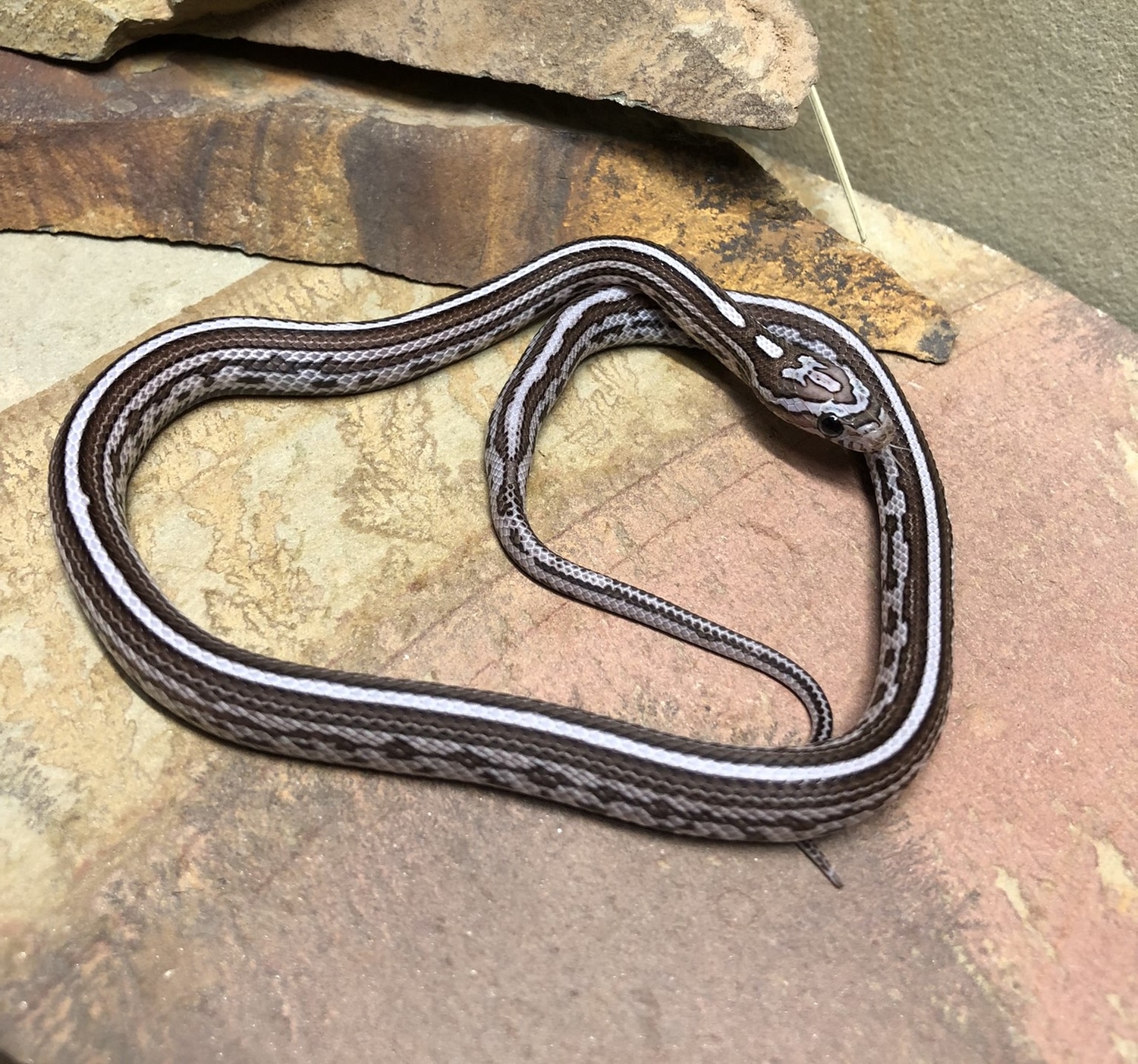 Charcoal, Tessera, 66% Het Ultramel, 50% Anery, Motley Hypo Corn Snake ...