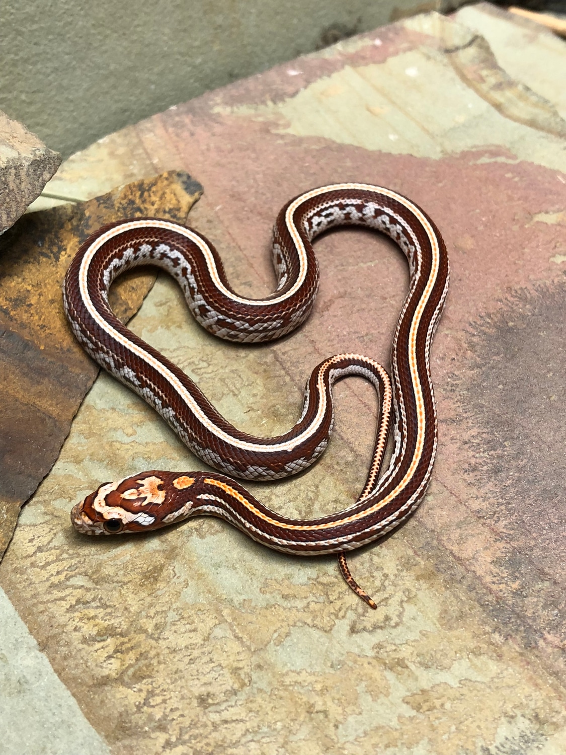Tessera, 66% Het Ultramel, Charcoal, 50% Anery Hypo Corn Snake by ...