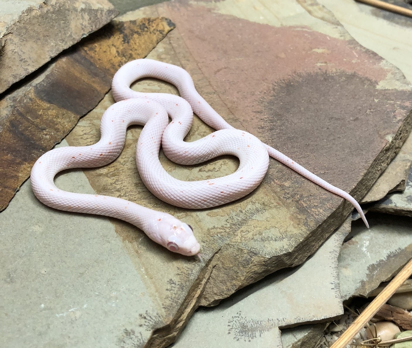 Amel Palmetto Corn Snake by Prismatic Reptiles - MorphMarket