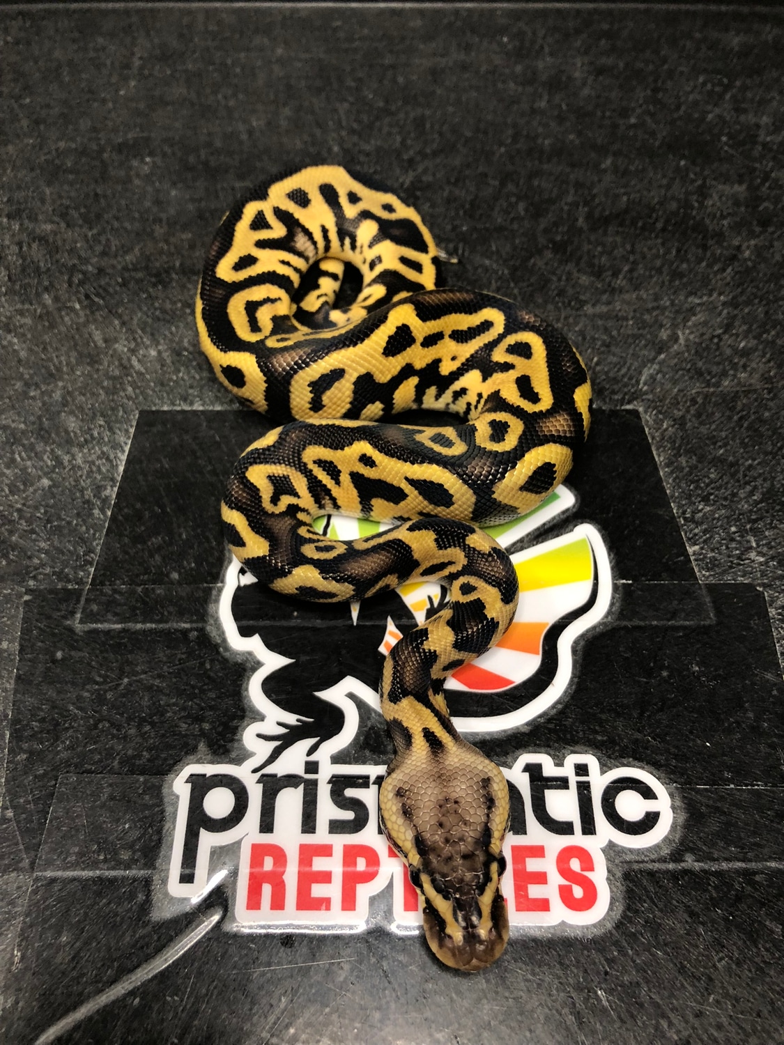 Enchi Leopard Firefly Het Clown Ball Python by Prismatic Reptiles ...