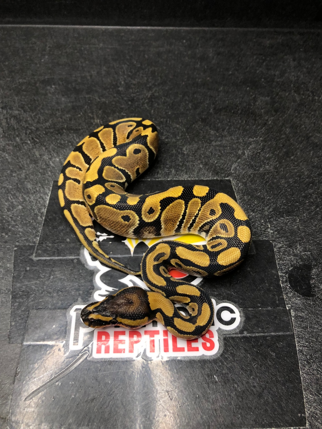Fire Het Clown Ball Python by Prismatic Reptiles - MorphMarket